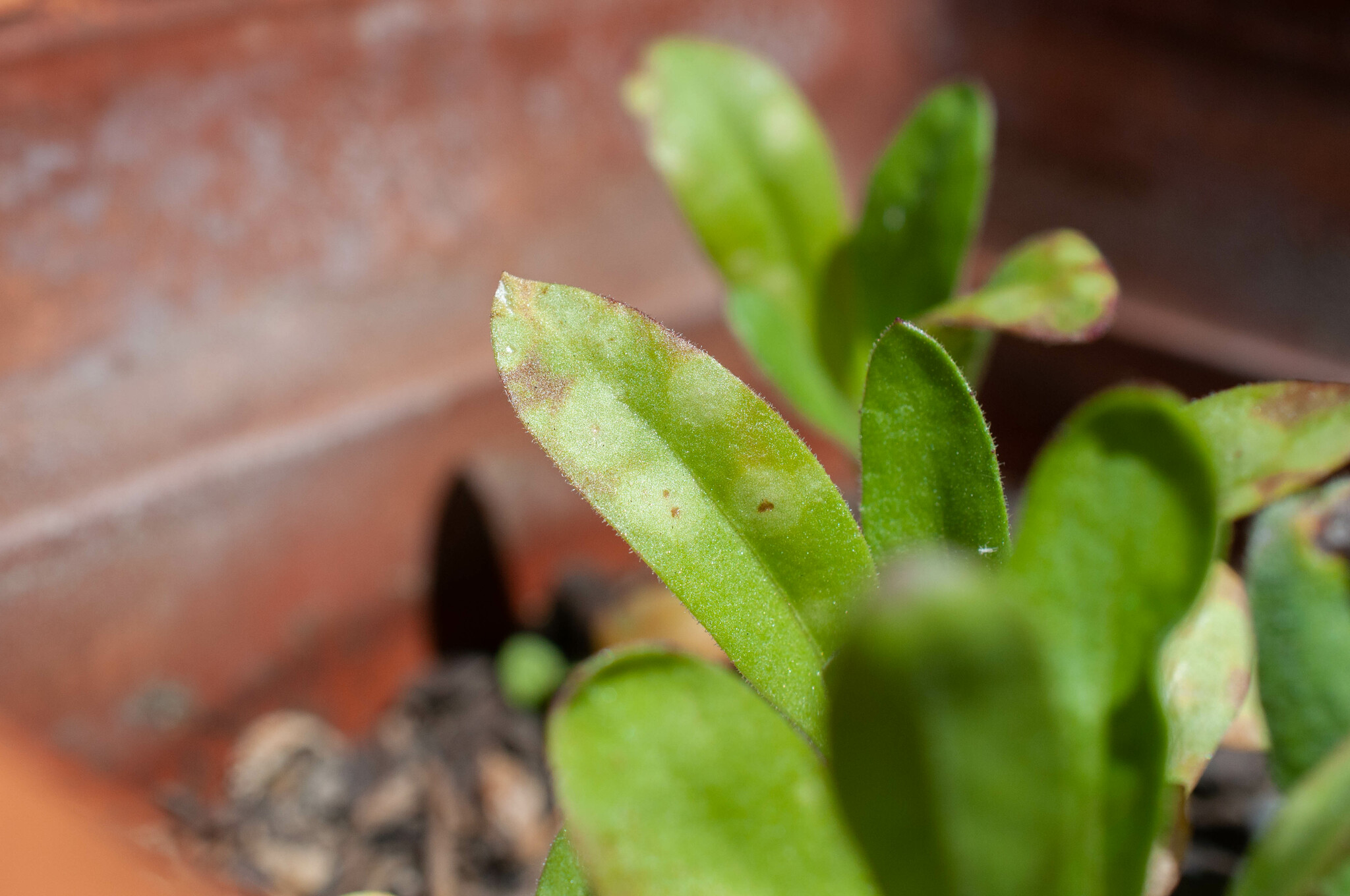 Entyloma calendulae (Oudem.) de Bary