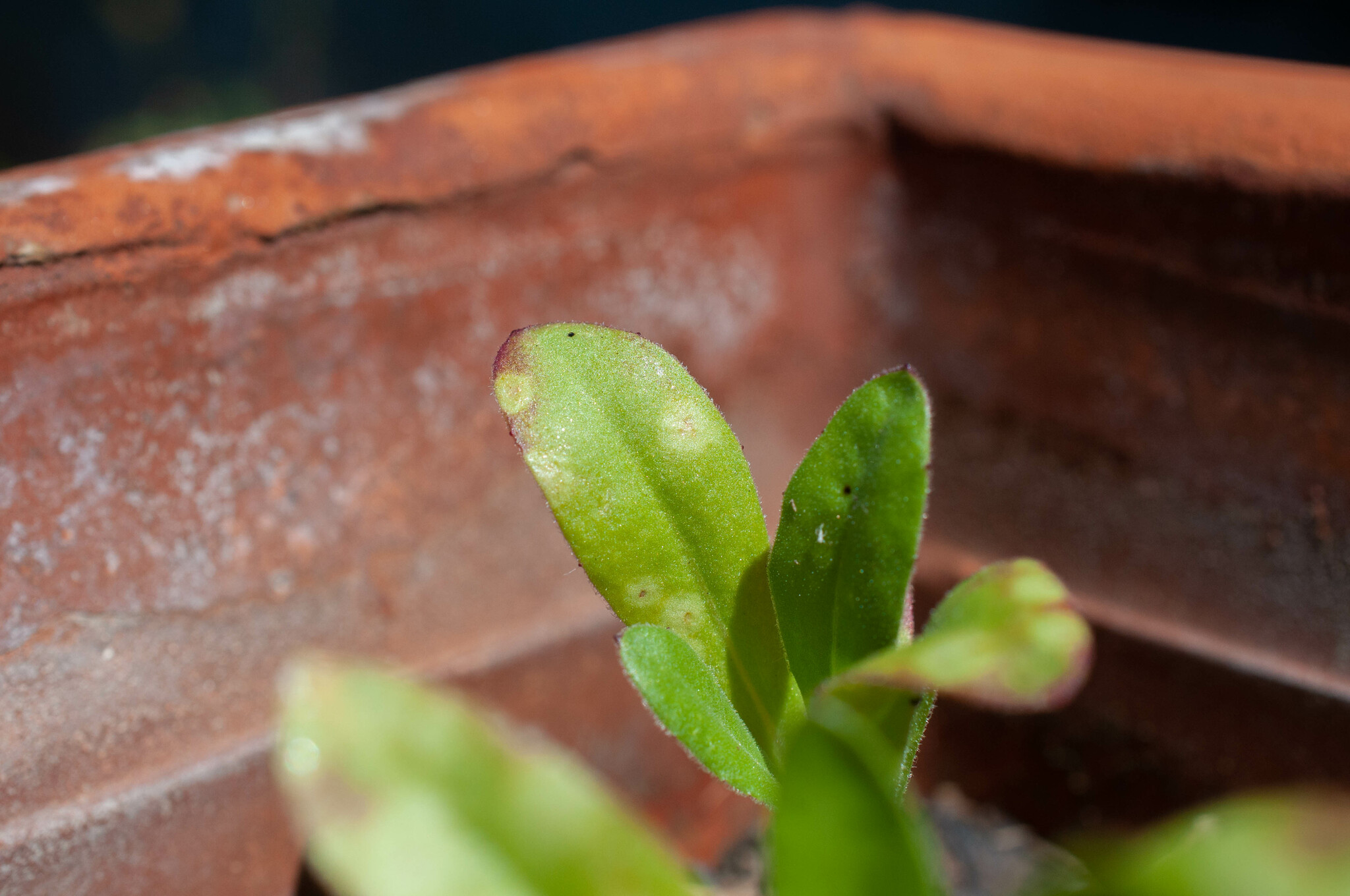 Entyloma calendulae (Oudem.) de Bary