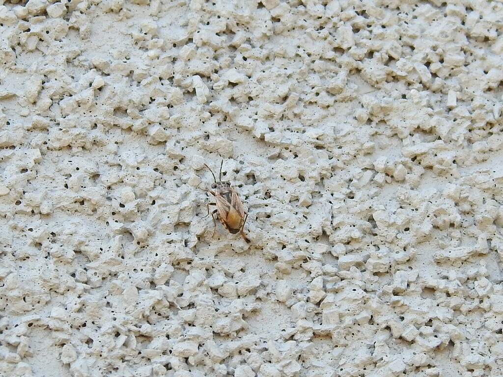 Geocoris from West Highland Creek 01 on July 10, 2022 by Alan Kwok ...