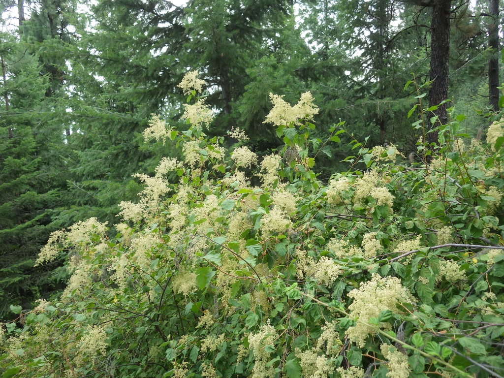 Ocean spray from Washington, United States on July 7, 2015 at 09:34 AM ...