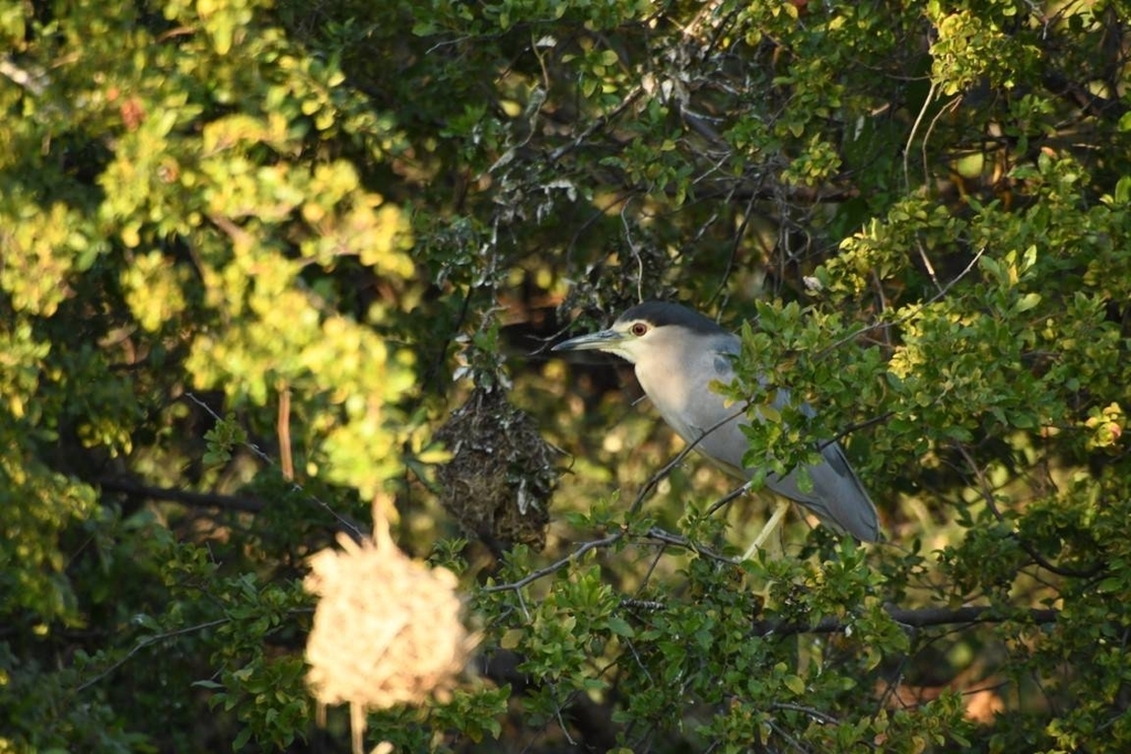 Black-crowned Night Heron from Kasote, Namibia on July 10, 2022 by ...