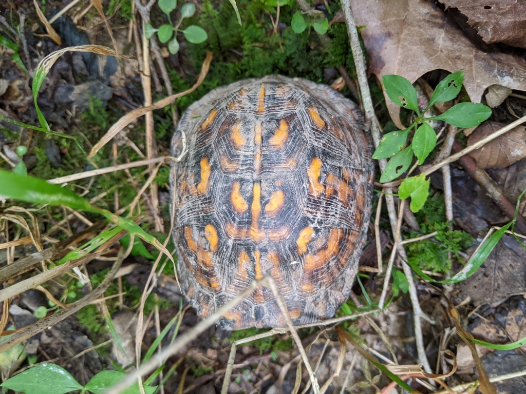 Eastern Box Turtle in July 2022 by Tim Emhoff · iNaturalist