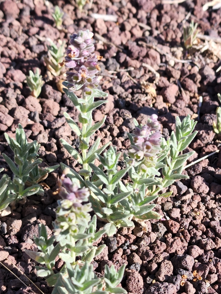 flowering plants from Coconino County, US-AZ, US on July 10, 2022 at 08 ...