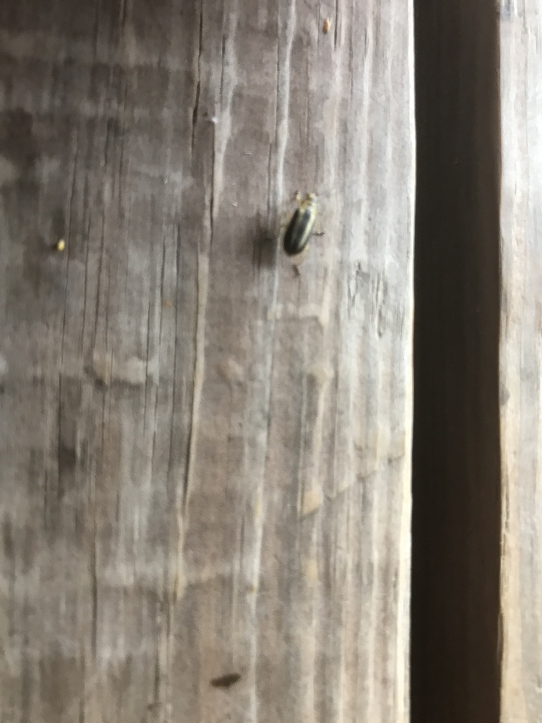 Skeletonizing Leaf and Flea Beetles from NE Marshall St, Minneapolis ...