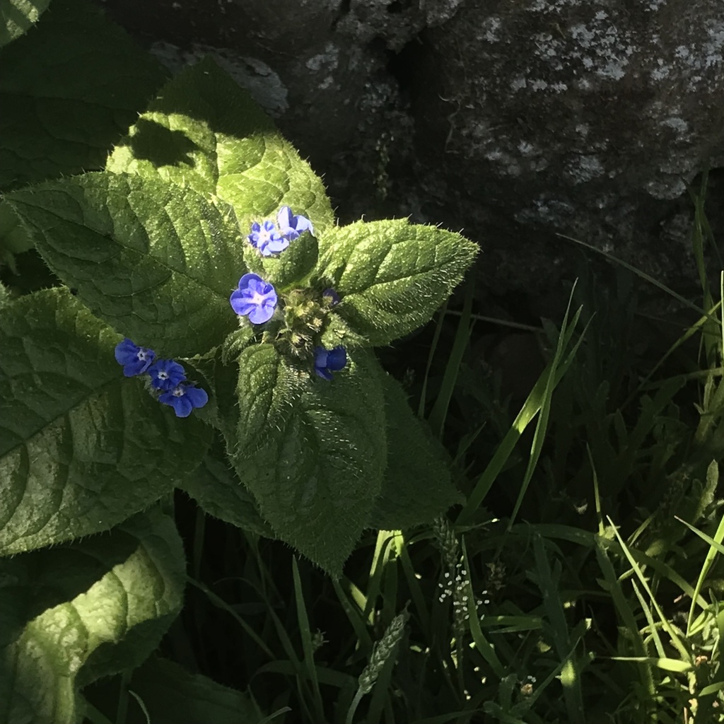 Green Alkanet from First Ter, Morecambe, England, GB on July 10, 2022 ...