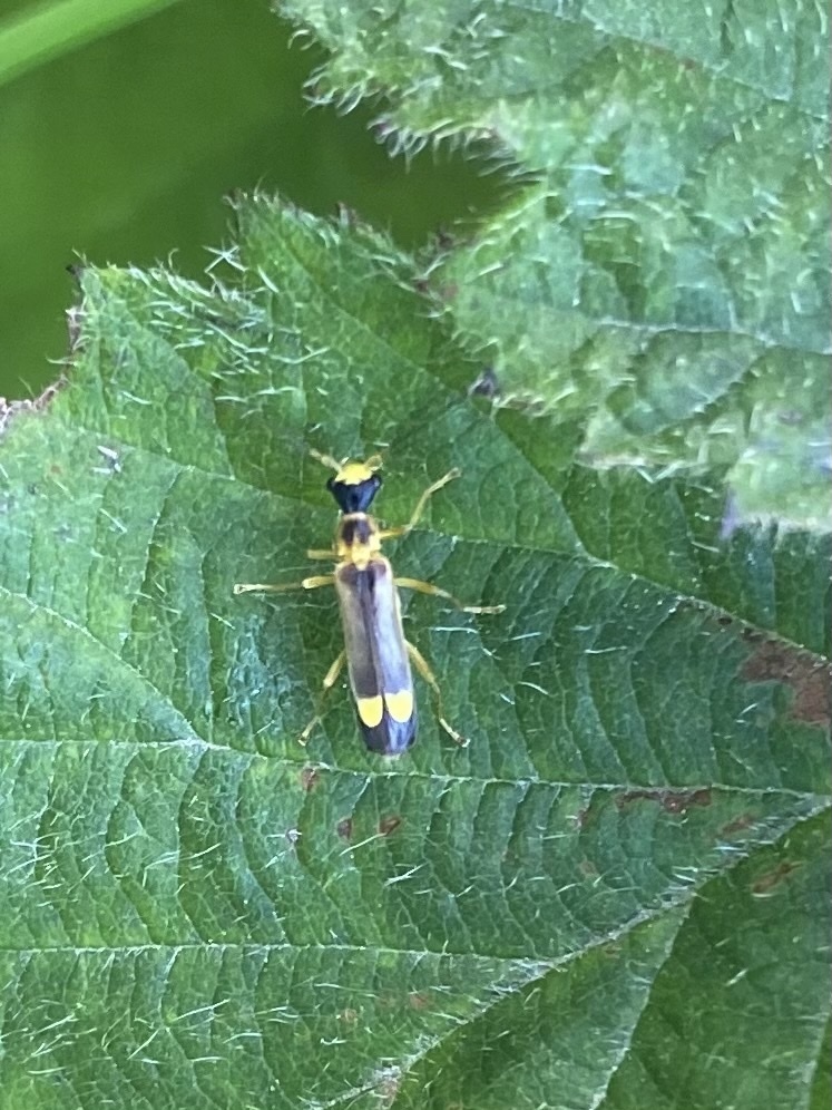 Malthinus flaveolus from Whittington CP, Newcastle Upon Tyne, England ...