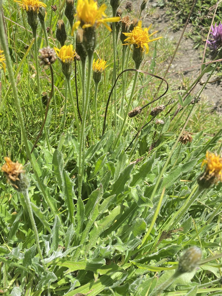 Rough Hawkbit from Whittington CP, Newcastle Upon Tyne, England, GB on ...
