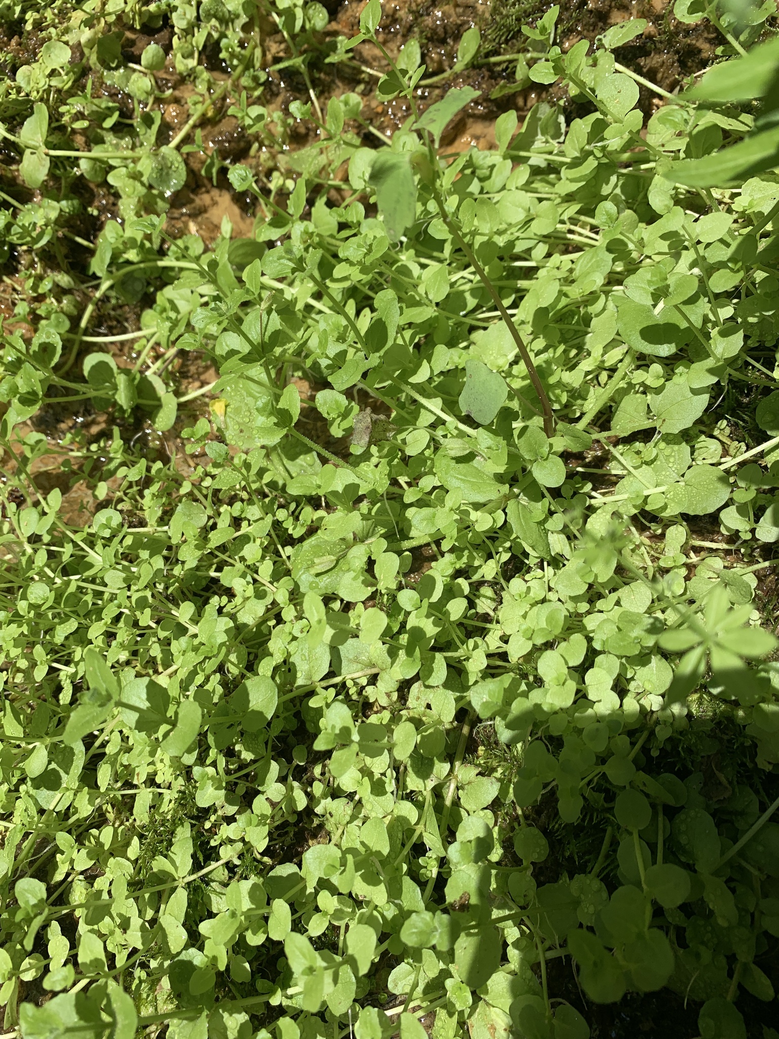 Erythranthe glabrata (Kunth) G.L.Nesom