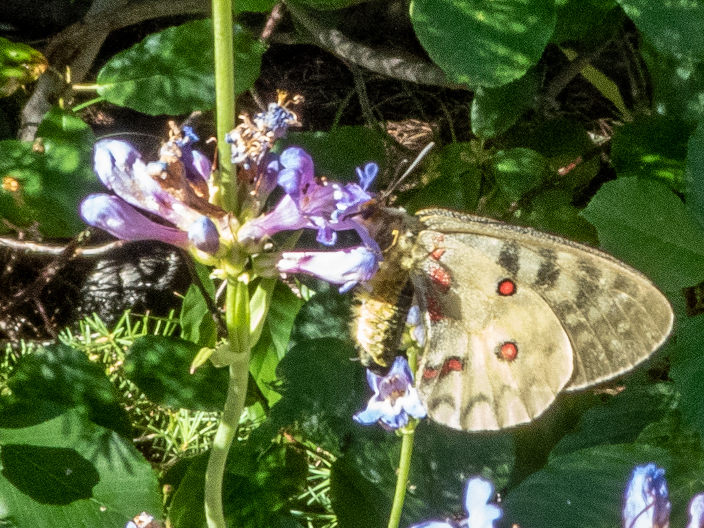 Clodius Parnassian from Linn County, OR, USA on July 8, 2017 at 03:28 ...