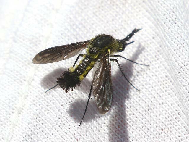 Hunchback Bee Fly from Muttontown, NY, USA on July 10, 2022 at 09:43 AM ...