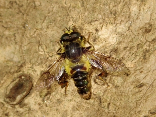 Mallota takasagensis · iNaturalist