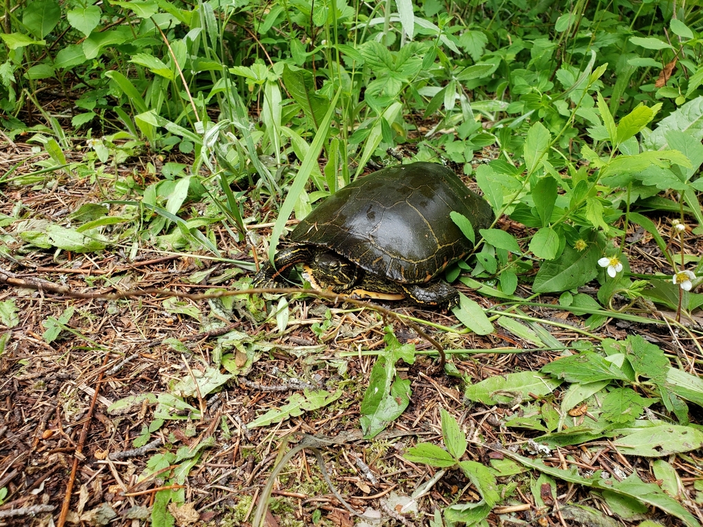 Midland Painted Turtle from Pukaskwa, CA-ON-TB, CA-ON, CA on June 16 ...
