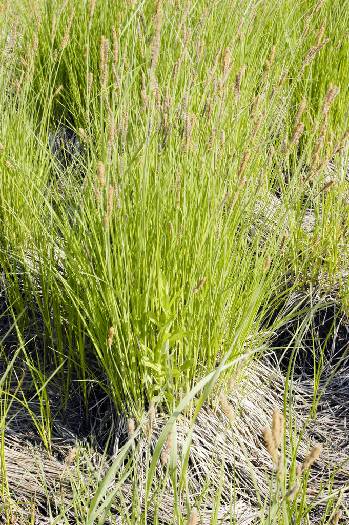 tussock sedge (Carex stricta) - Botanical Realm