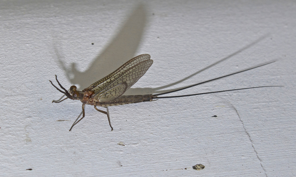 Giant Mayfly from Lakeshore Gardens-Hidden Acres, TX 78368, USA on July ...