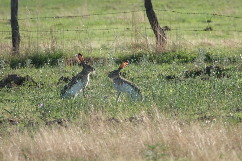 White-sided Jackrabbit in July 2022 by micah_riegner · iNaturalist