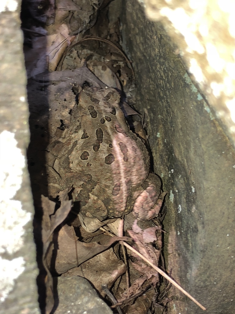 Fowler's Toad from Chesapeake and Ohio Canal NHP, Potomac, MD, US on ...