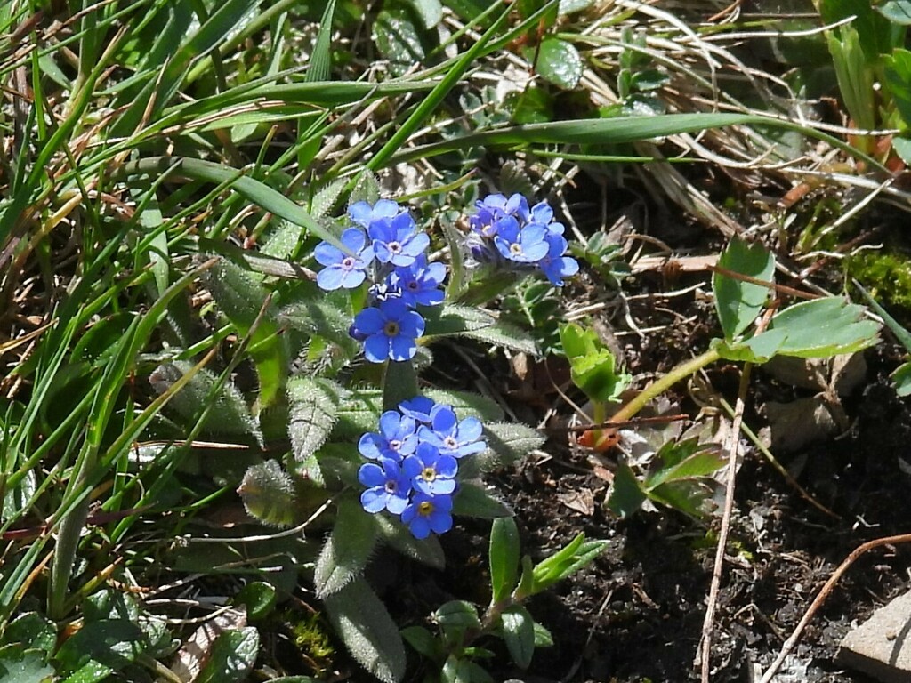 mountain forget-me-not from Kananaskis, AB T0L, Canada on July 08, 2022 ...