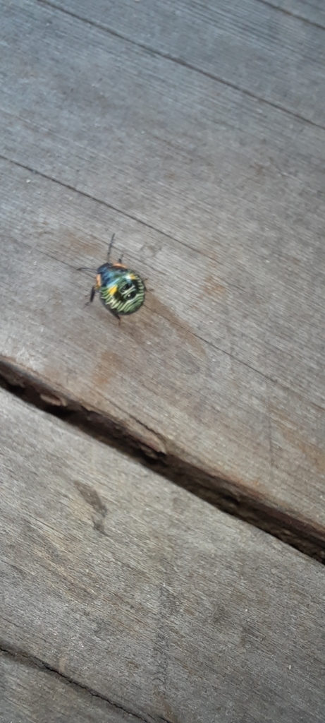 Green Stink Bug from Dearborn, MI 48126, USA on July 10, 2022 at 06:17 ...