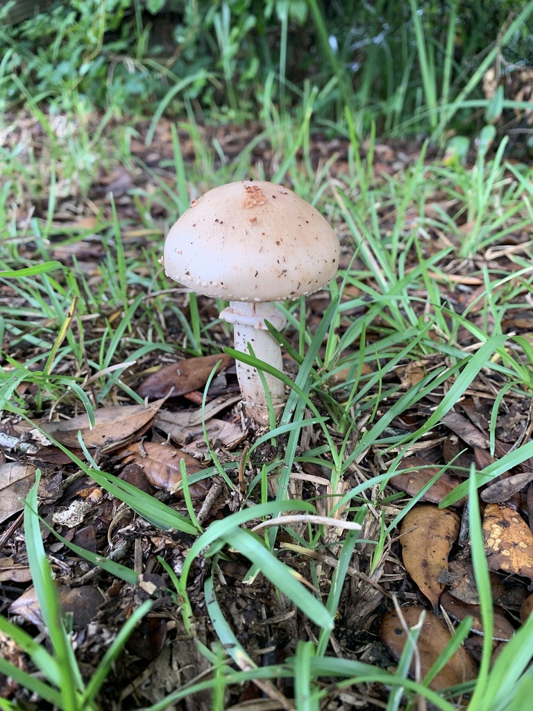 Eastern American White Blusher from Collins Creek Dr, Jacksonville, FL ...