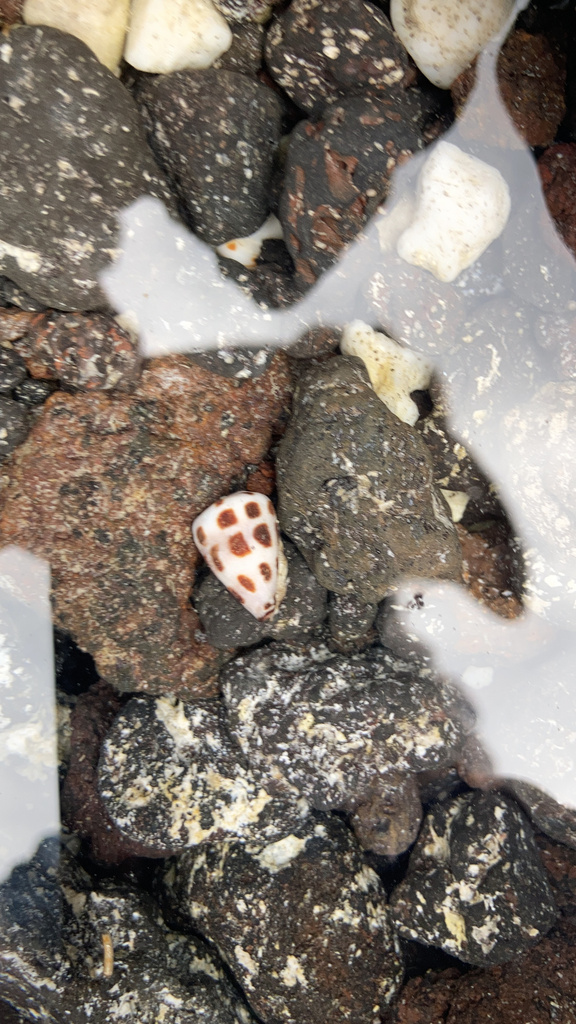 Black-and-white Cone Snail from North Pacific Ocean, Kamuela, HI, US on ...