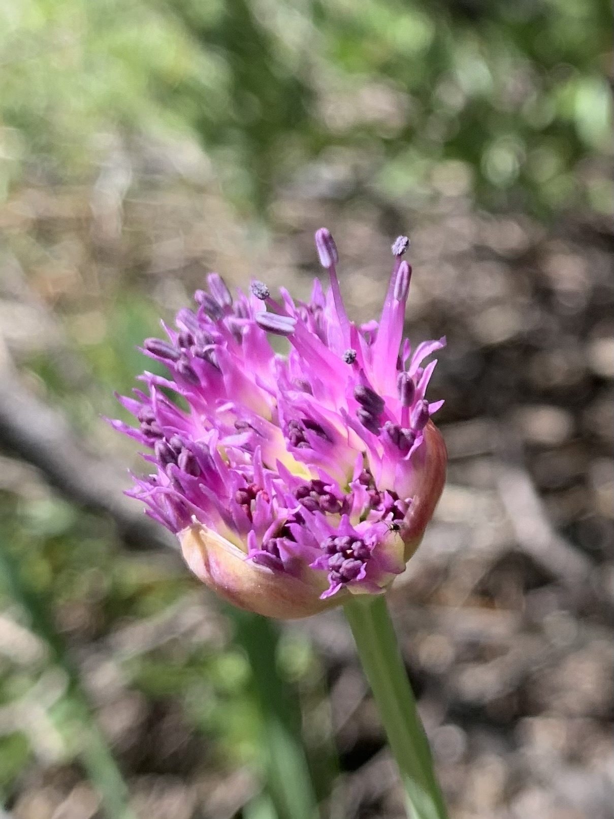 Allium validum S.Watson
