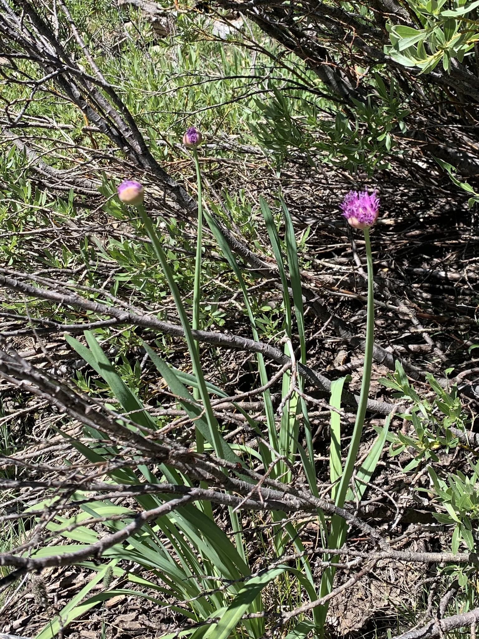 Allium validum S.Watson