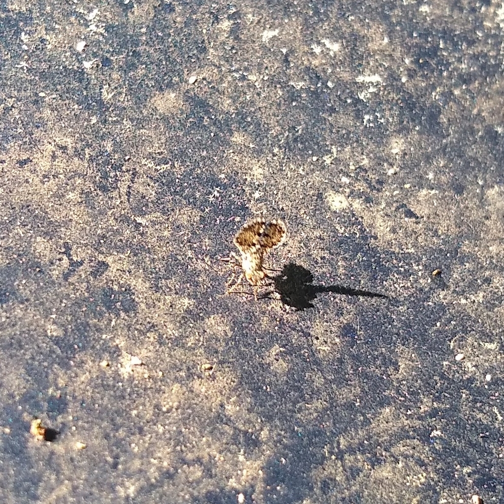 Peacock Fly from Hartford County, US-CT, US on July 9, 2022 at 09:09 AM ...