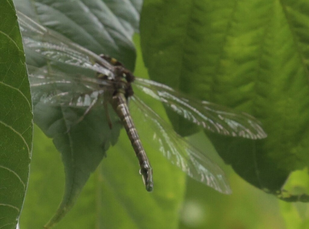 Arrow Clubtail in July 2022 by smwhite. July 9, 2022. Bent Creek River ...