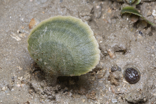 Genus Avrainvillea · iNaturalist