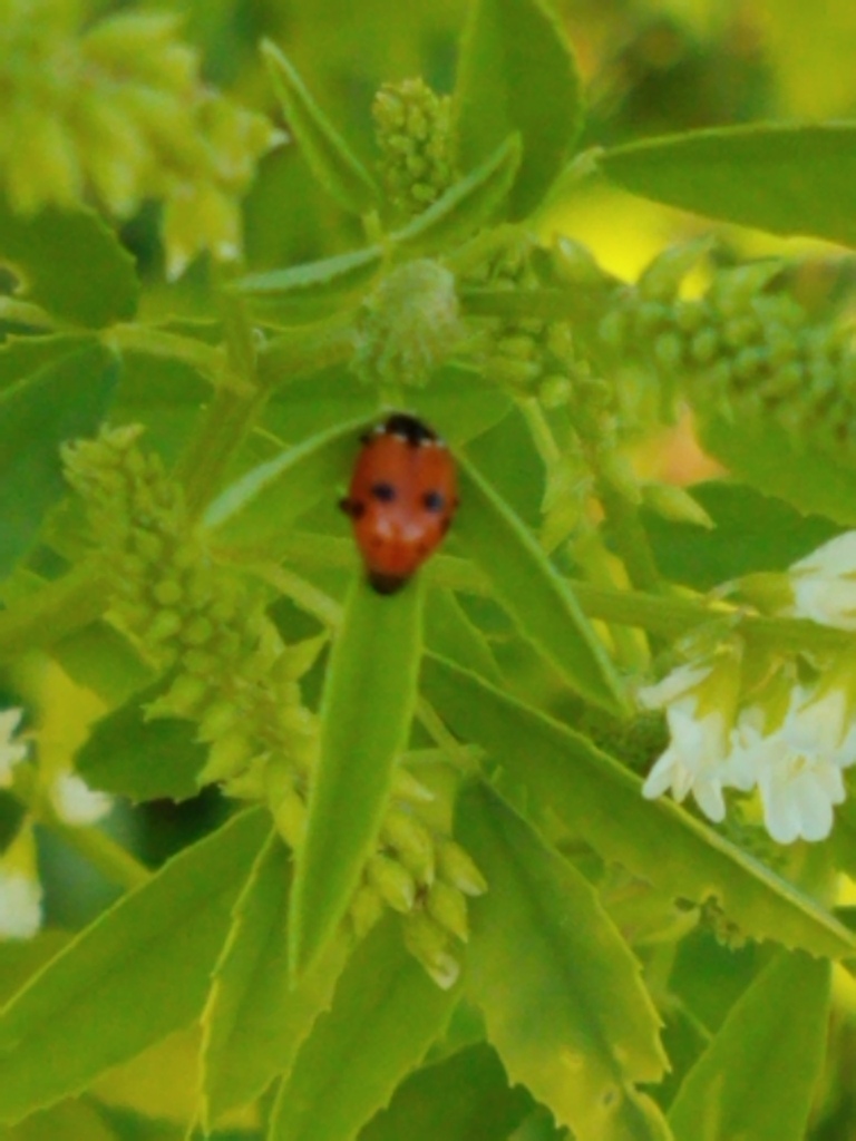 Oblong Lady Beetles from Underhill, VT 05489, USA on July 10, 2022 at ...