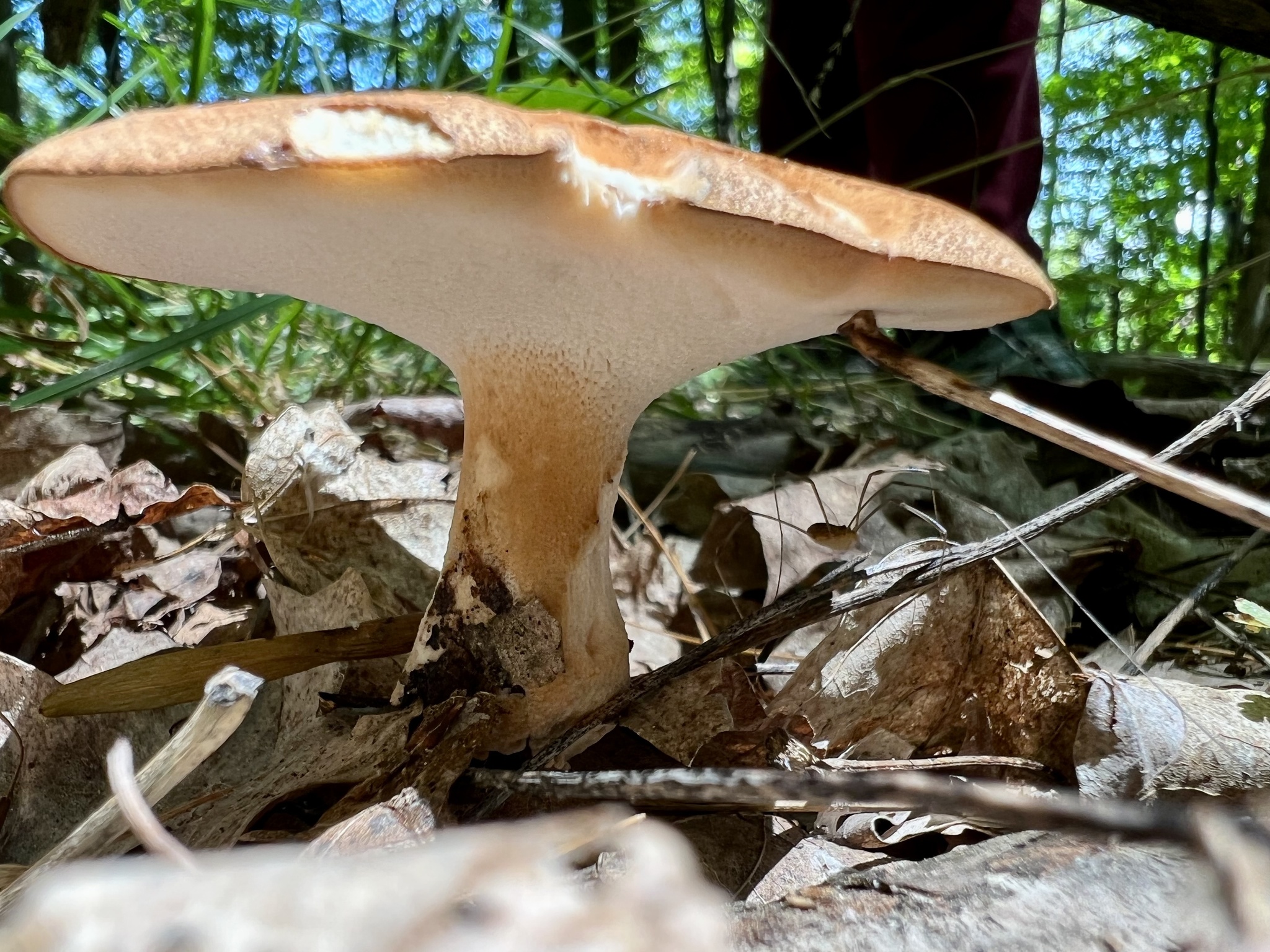 Polyporus radicatus Schwein.