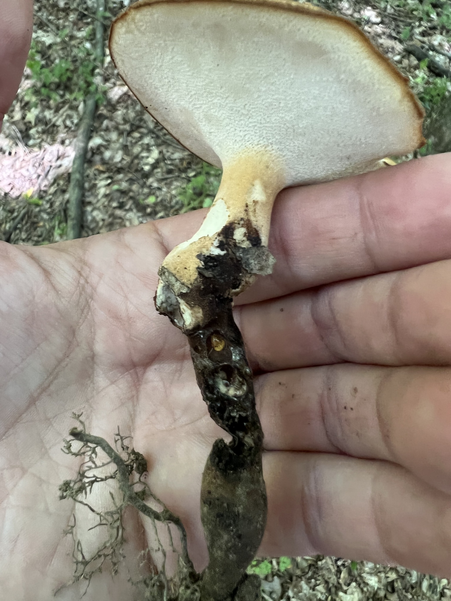 Polyporus radicatus Schwein.