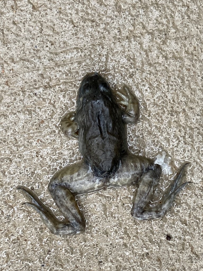 American Bullfrog from Wildwind Dr, Chapel Hill, NC, US on July 10 ...