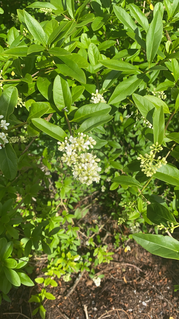 Common Privet from Aviemore on July 09, 2022 at 09:13 AM by peteshort ...