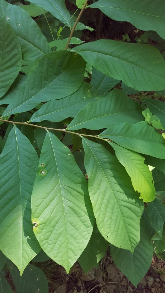 common pawpaw from Polk Township, IN, USA on July 10, 2022 at 01:04 PM ...