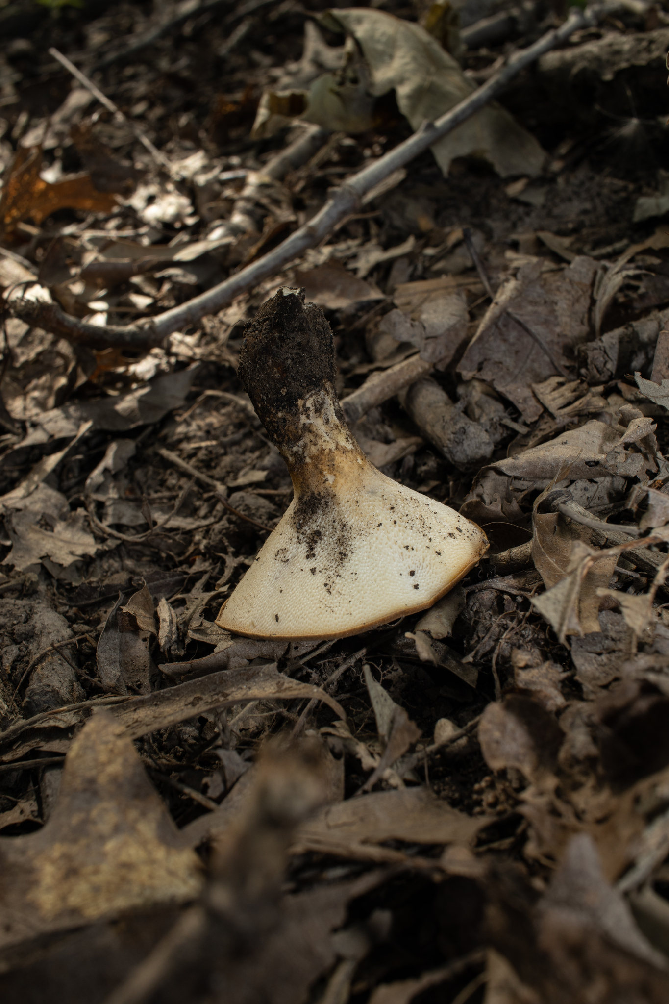 Polyporus radicatus Schwein.