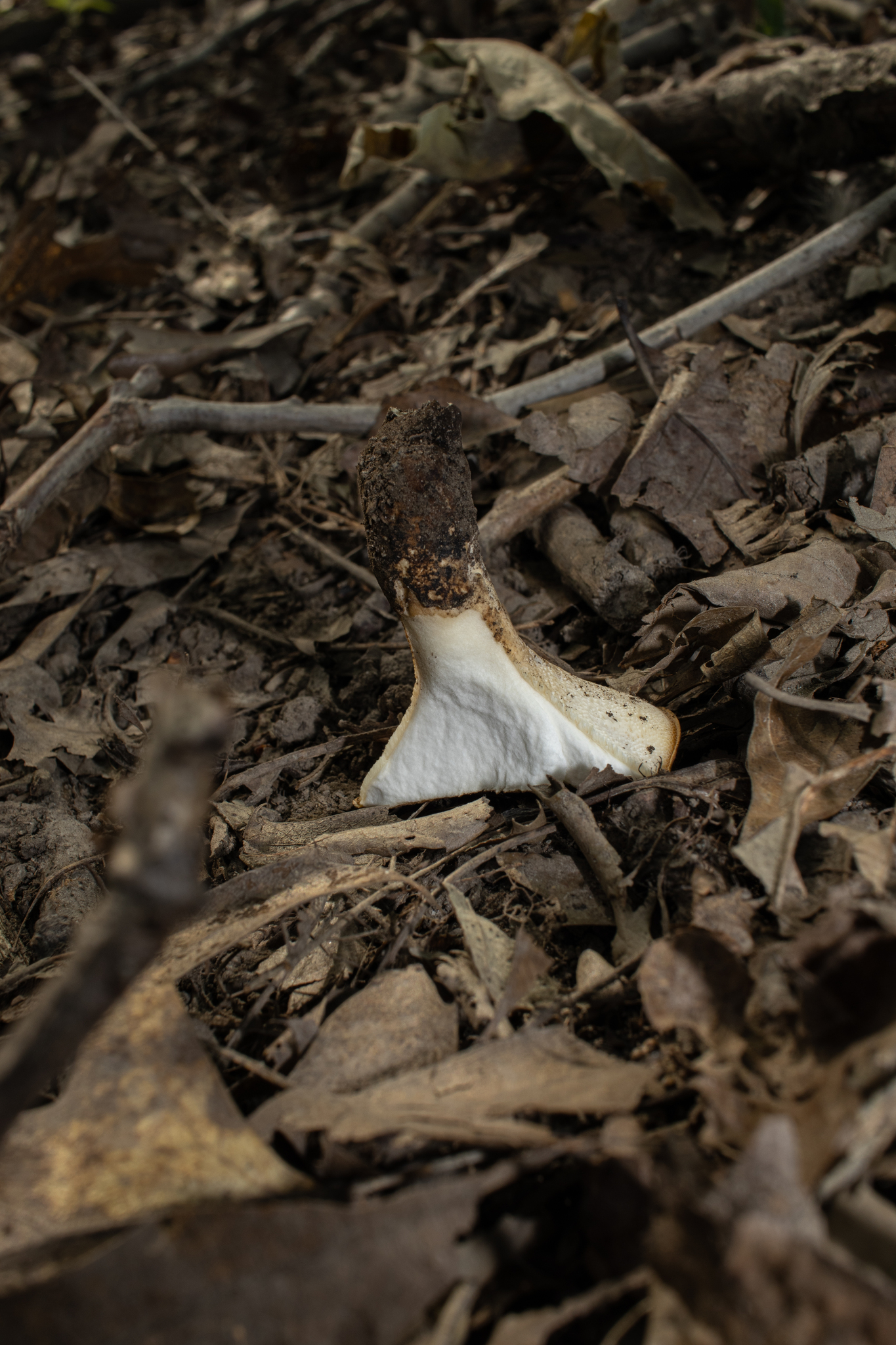 Polyporus radicatus Schwein.