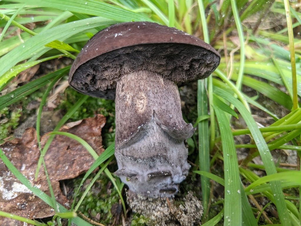 Black Velvet Bolete from Marlton, NJ 08053, USA on July 10, 2022 at 04: ...