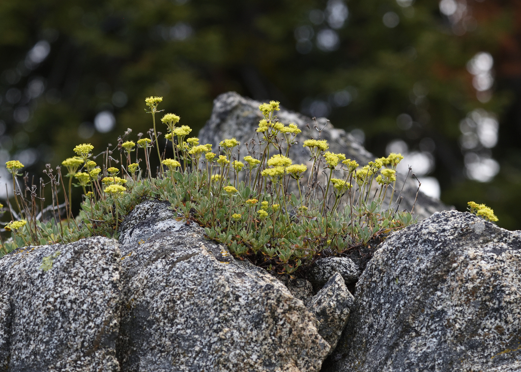 sulfur buckwheat from Mt Ashland, Oregon 97520, USA on July 09, 2022 at ...