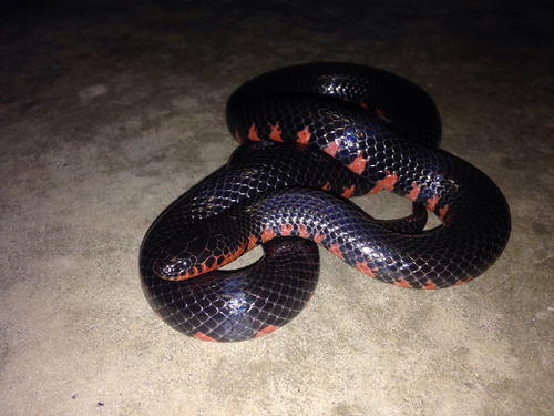 Western Mudsnake (Farancia abacura reinwardtii) - Snakes and Lizards