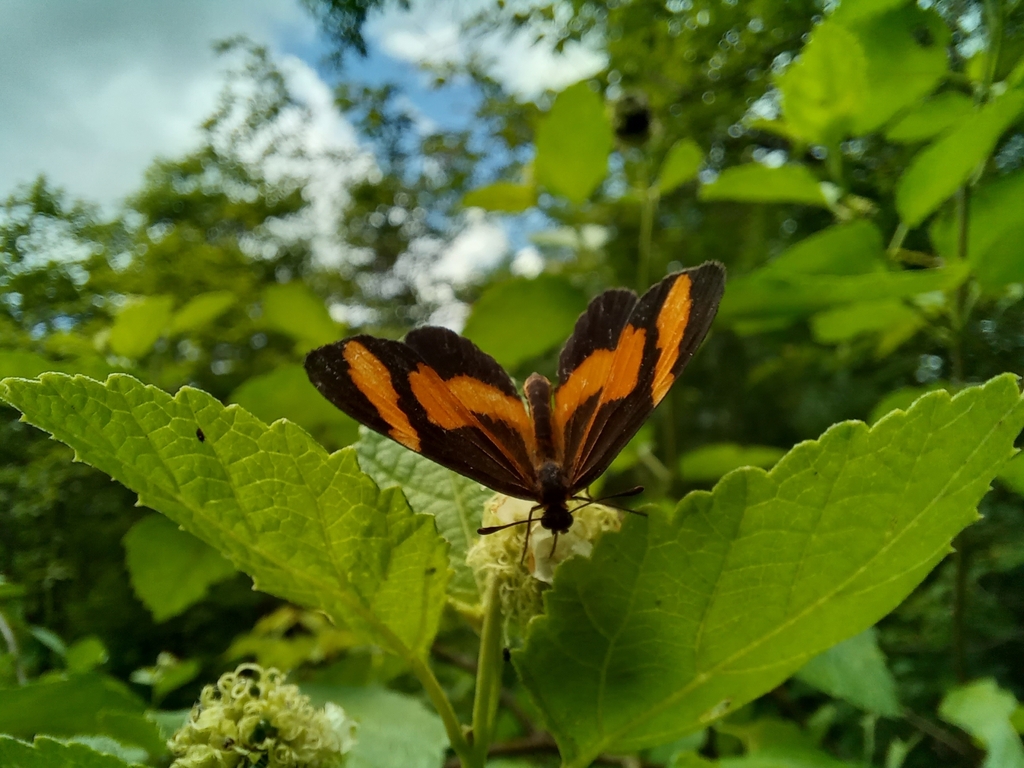 Elf Butterfly from Masaya, Nicaragua on June 17, 2022 at 10:26 AM by ...