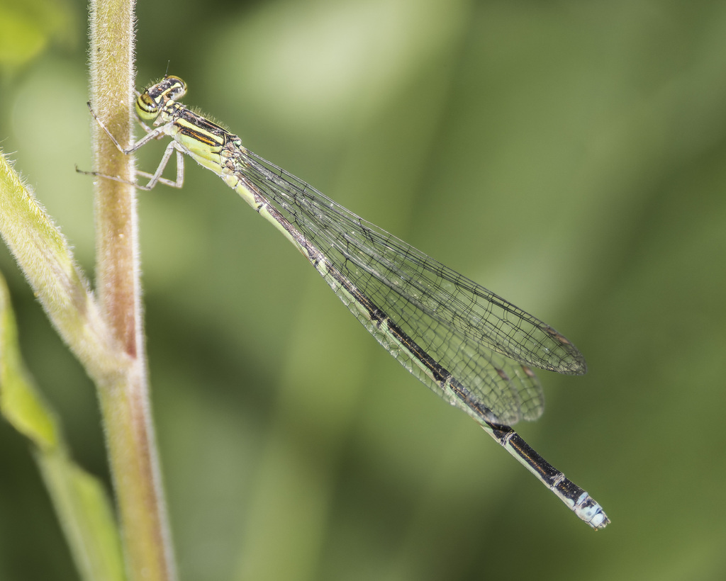 Double-striped Bluet from Dupage County, IL, USA on July 9, 2022 at 04: ...