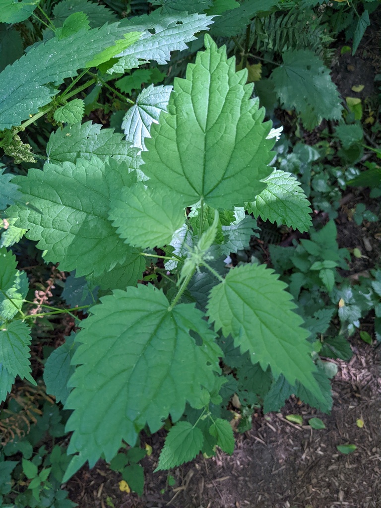 great stinging nettle from Lake Forest Park, WA 98155, USA on July 10 ...