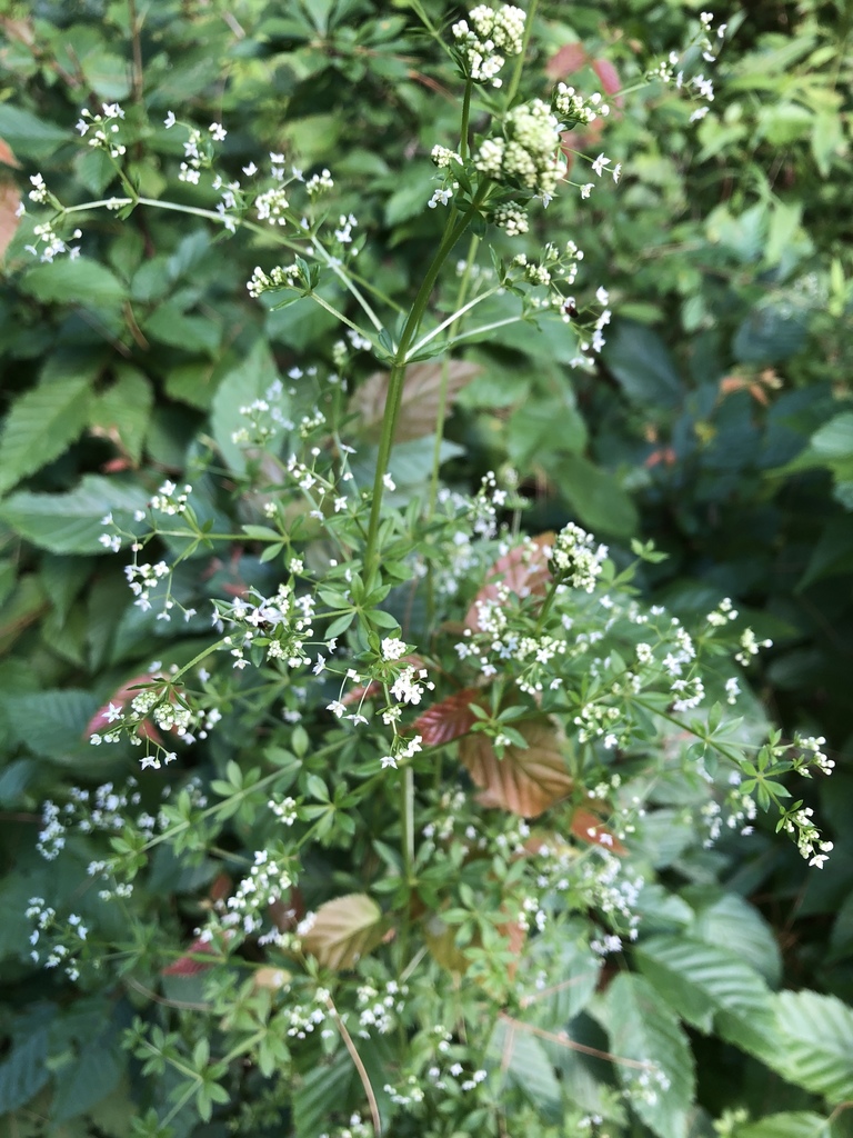 rough bedstraw from Ontario County, US-NY, US on July 14, 2018 at 09:56 ...