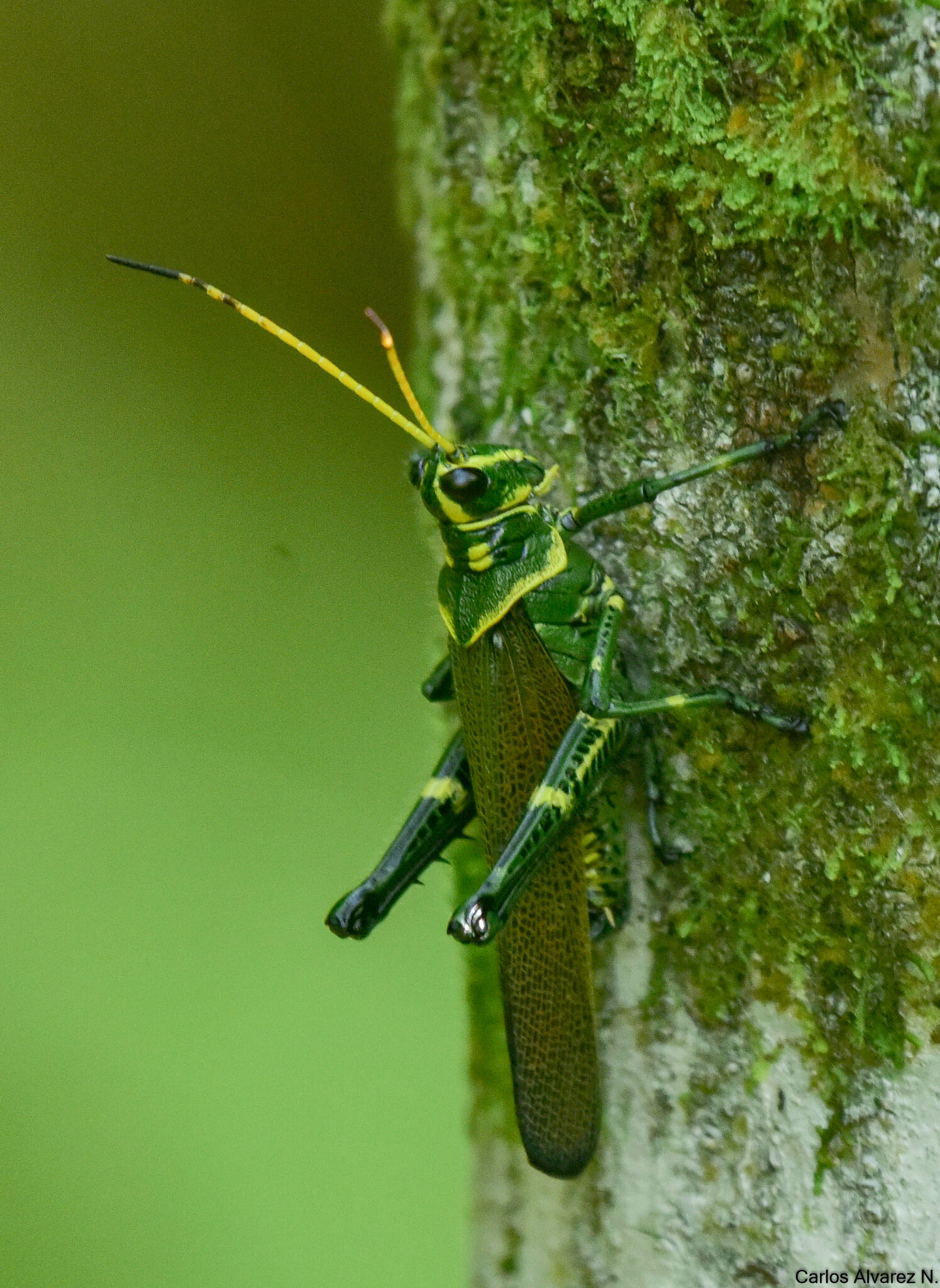 Chromacris colorata (Serville, 1838)