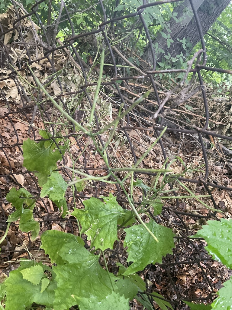 garlic mustard from Wood Dale Dr, Ballston Lake, NY, US on July 10 ...