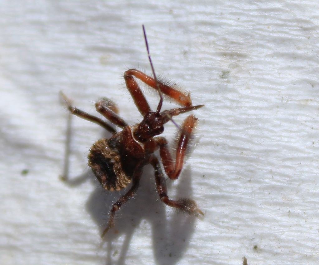 Bee Assassins from Sunland, Los Angeles, CA 91040, USA on July 10, 2022 ...