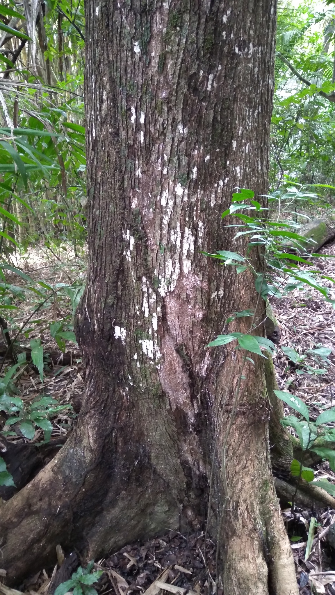 Terminalia amazonia (J.F.Gmel.) Exell