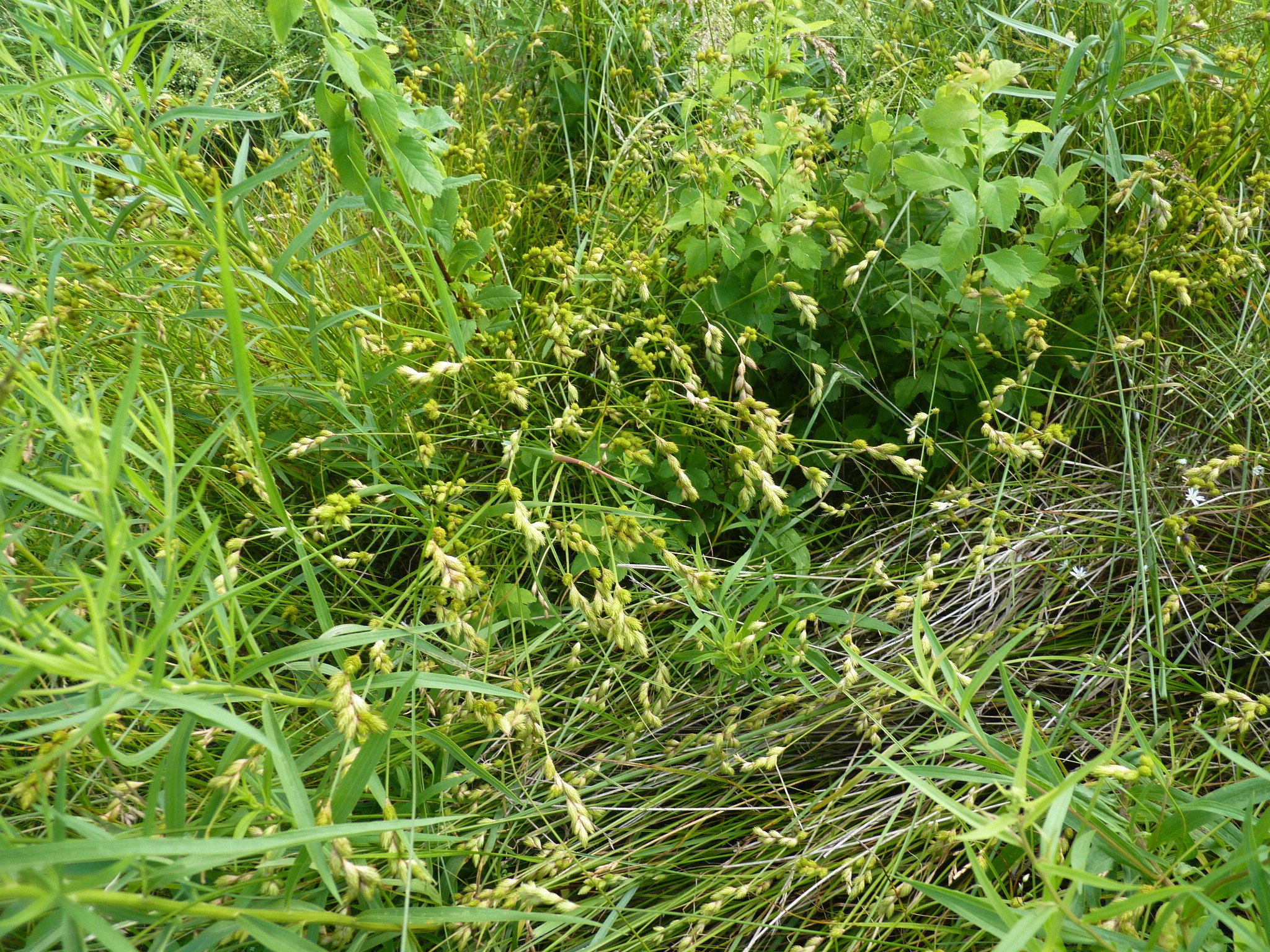 Carex scoparia Schkuhr ex Willd.