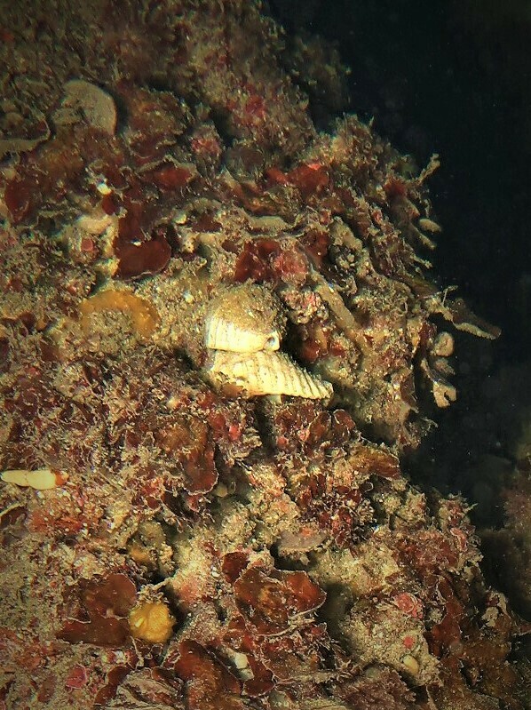 Cart-Rut Shell from 5-7 Edith St, Edithburgh SA 5583, Australia on July ...